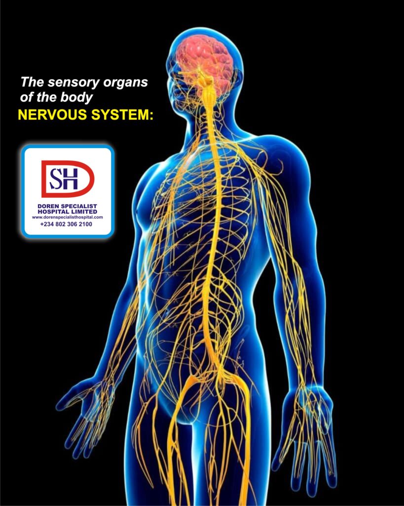 KNOW YOUR BODY, NERVOUS SYSTEM. The sensory organs of the body - Dorens Specialist Hospital
